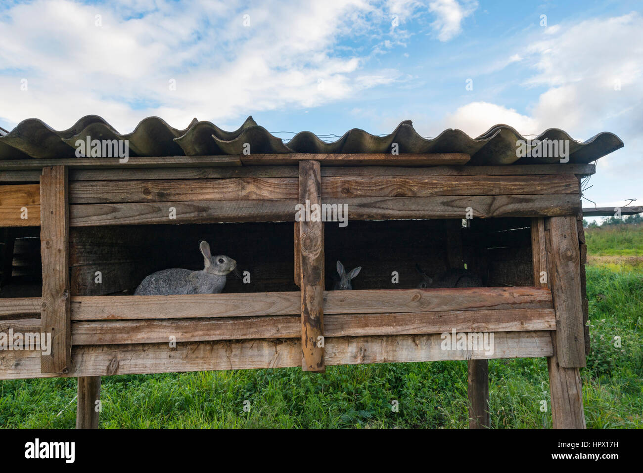Rabbits in a hutch in Zimbabwe's Eastern Highlands Stock Photo - Alamy