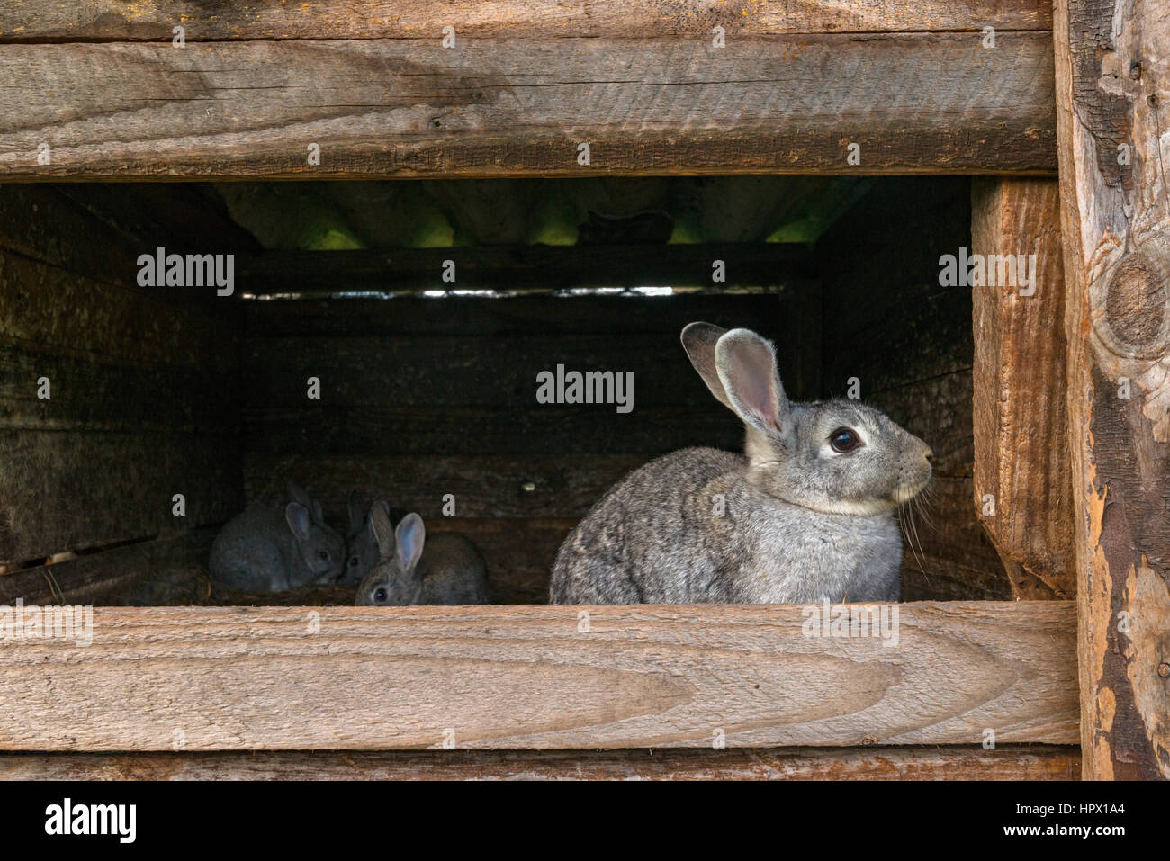 Rabbit breeders rabbit breeding hi-res stock photography and images - Alamy