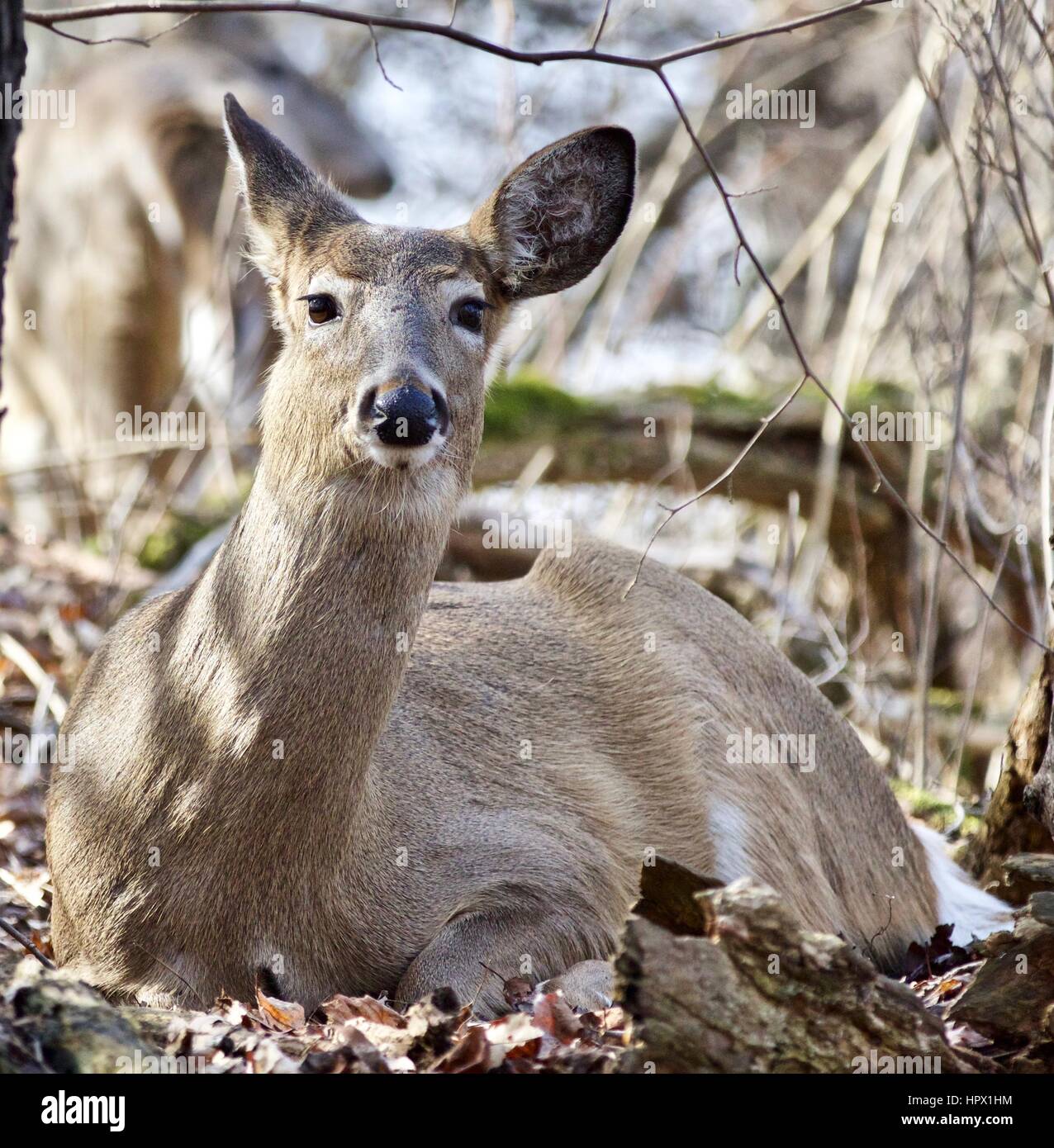 Beautiful isolated photo of wild deer in the forest Stock Photo - Alamy