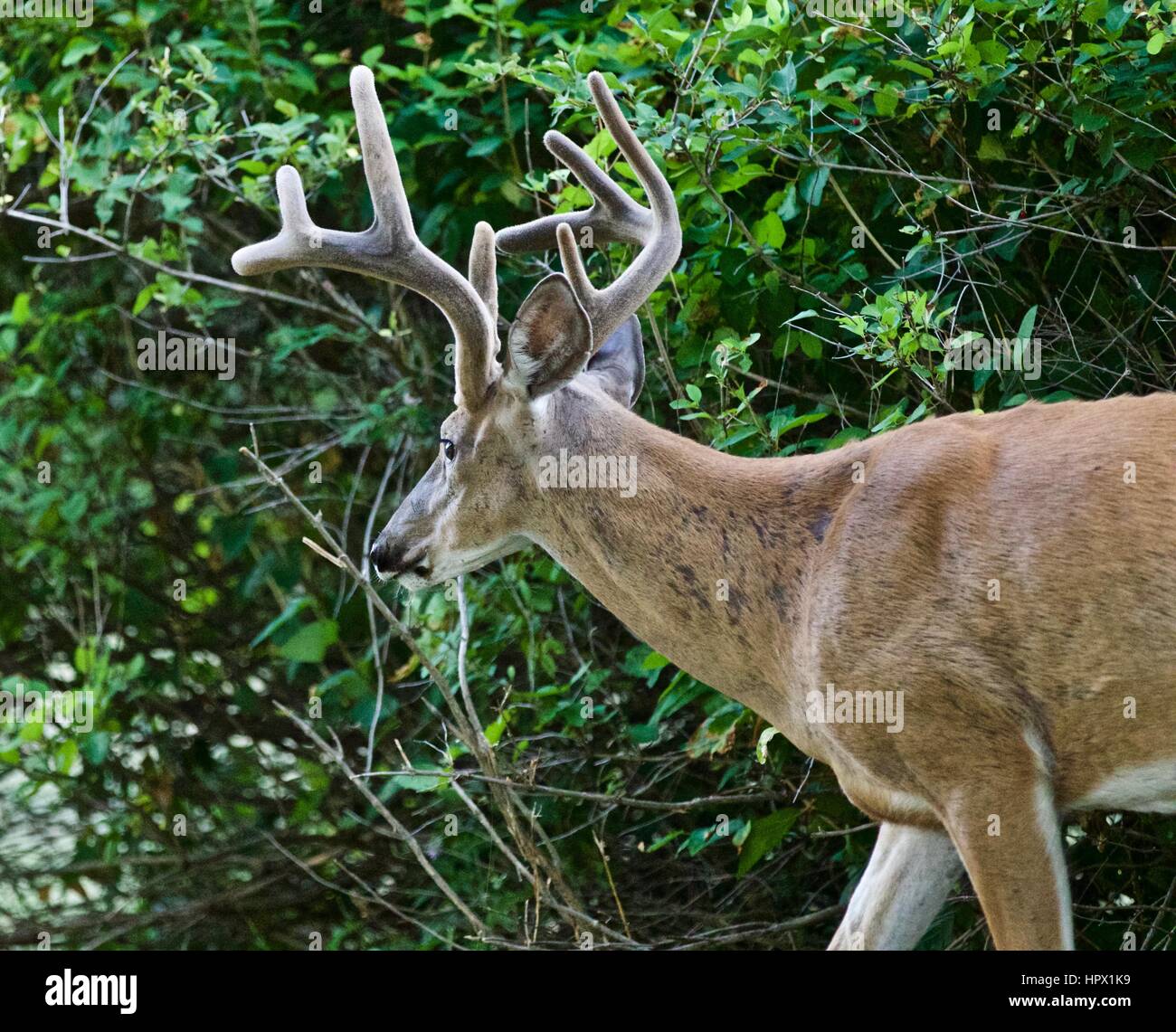Beautiful isolated photo of a wild male deer with the horns Stock Photo ...