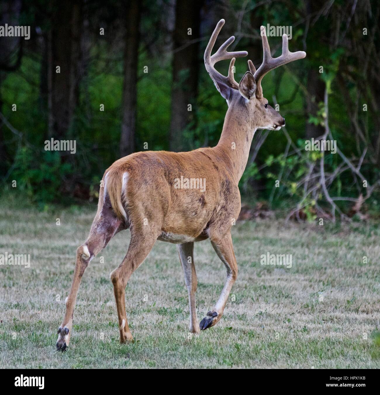 Beautiful isolated photo of a wild male deer with the horns Stock Photo ...