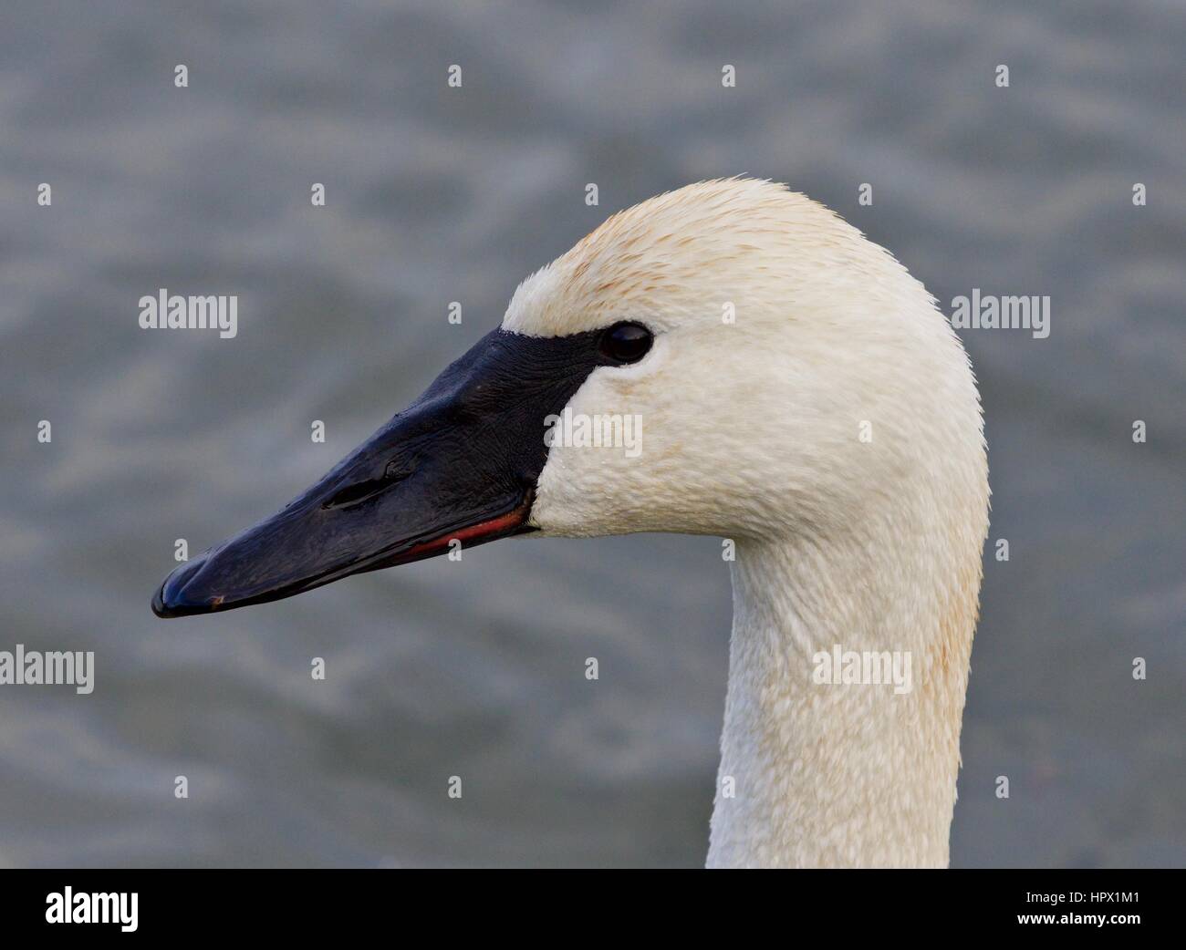 Beautiful isolated photo of a wild trumpeter swan Stock Photo - Alamy