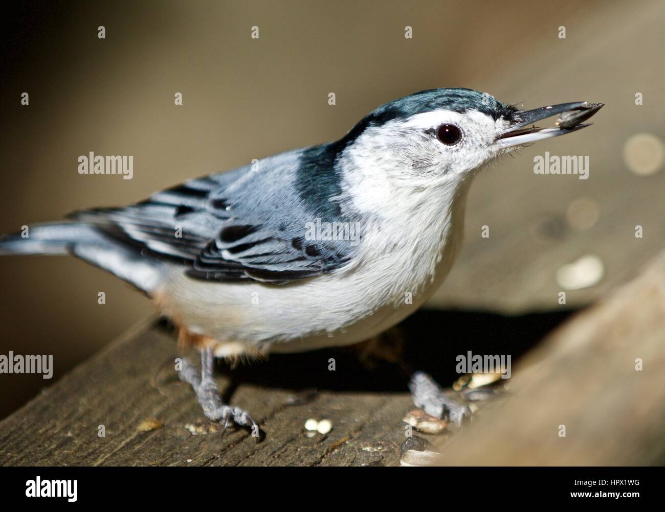 Beautiful isolated image with a white-breasted nuthatch bird Stock ...