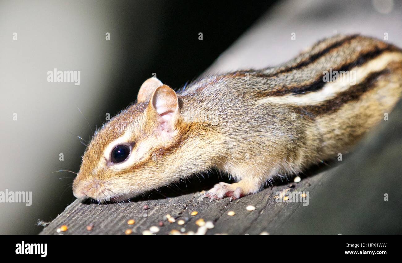 Beautiful isolated photo of a funny cute chipmunk Stock Photo - Alamy