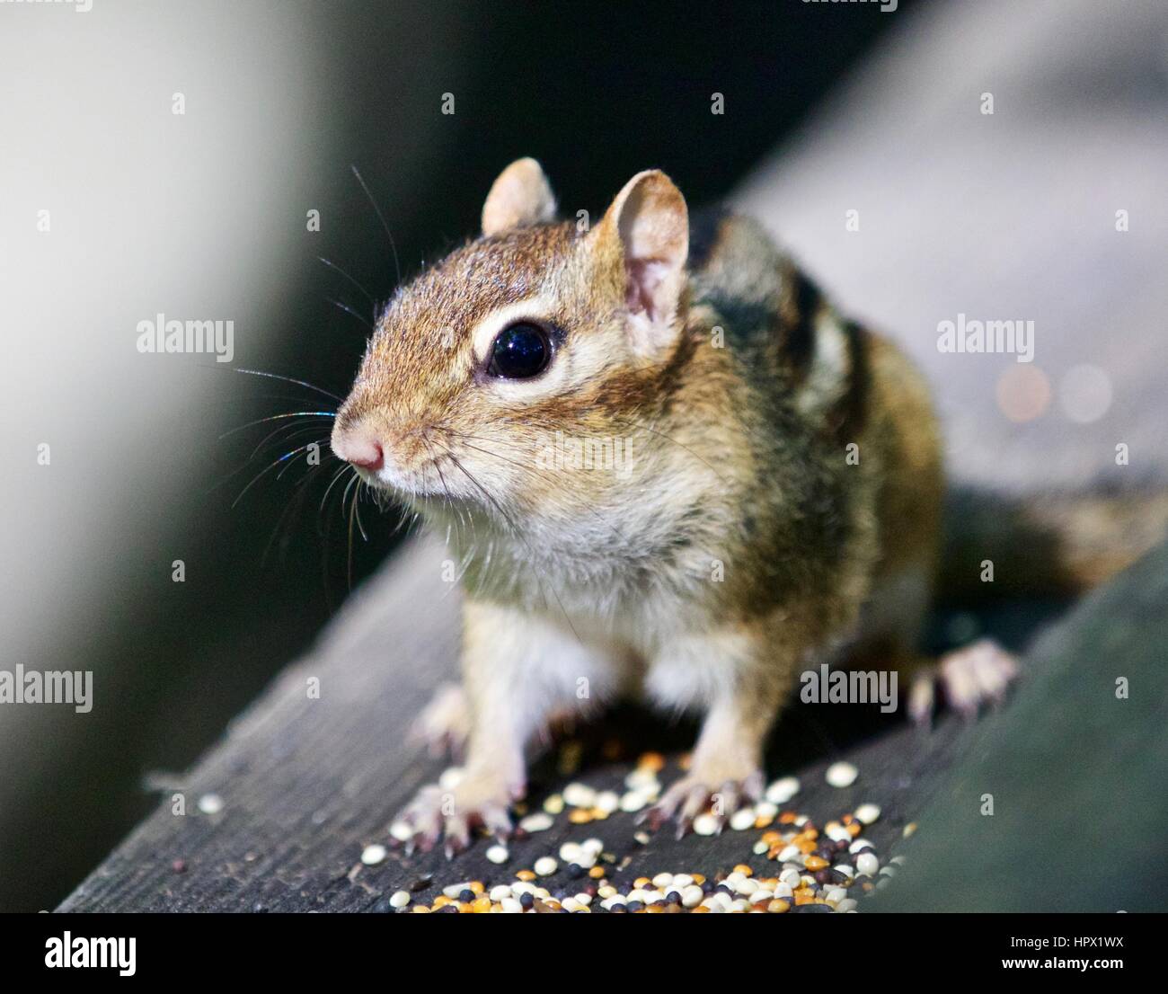 Beautiful isolated photo of a funny cute chipmunk Stock Photo - Alamy