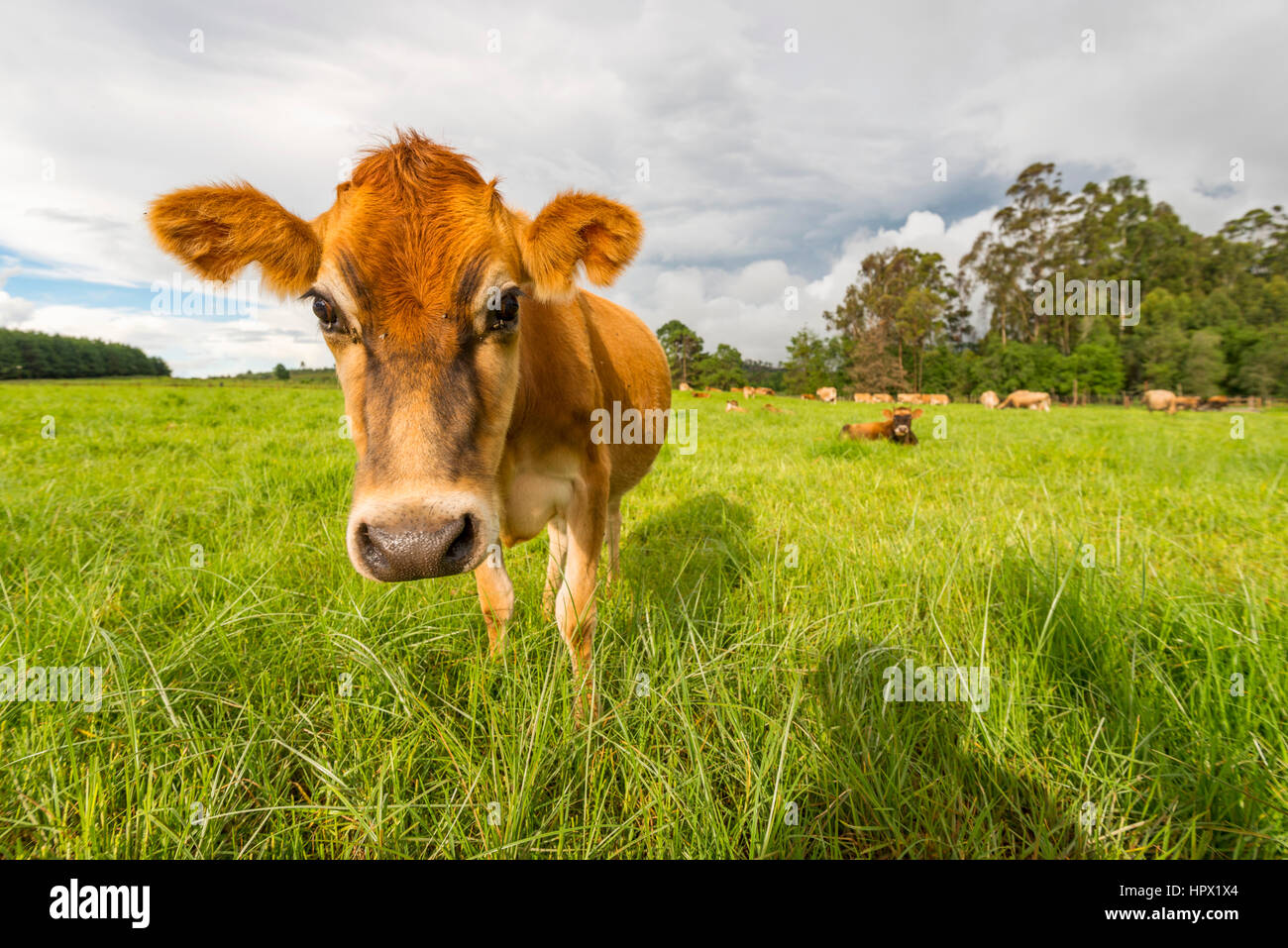 An inquisitive Jersey cow in Zimbabwe's Eastern Highlands Stock Photo ...