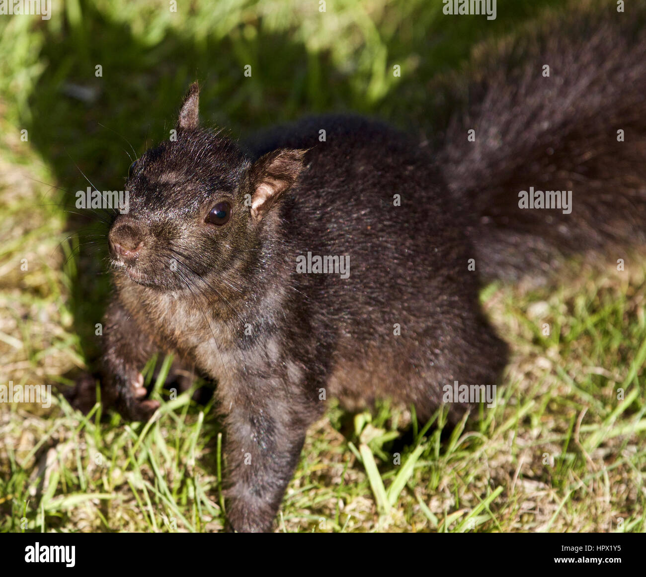 Beautiful isolated photo of a black squirrel Stock Photo - Alamy