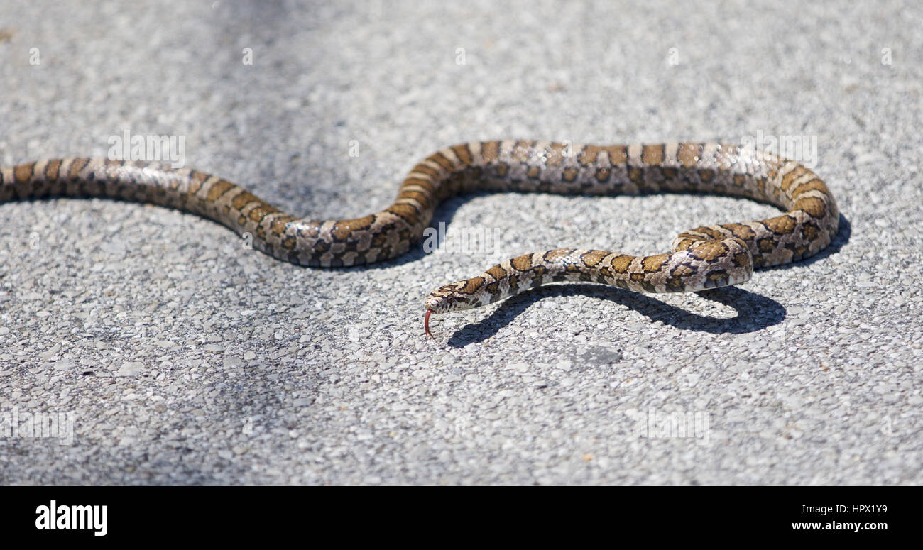 Beautiful isolated photo of a snake on a road Stock Photo - Alamy