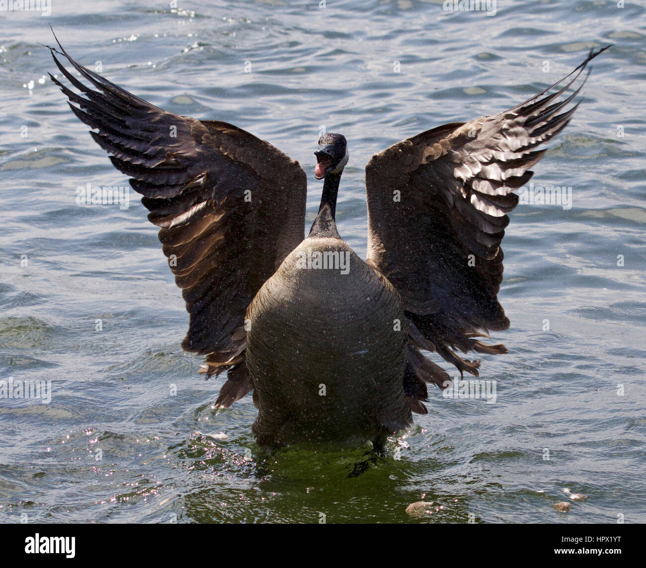 Beautiful isolated photo of a Canada goose Stock Photo - Alamy