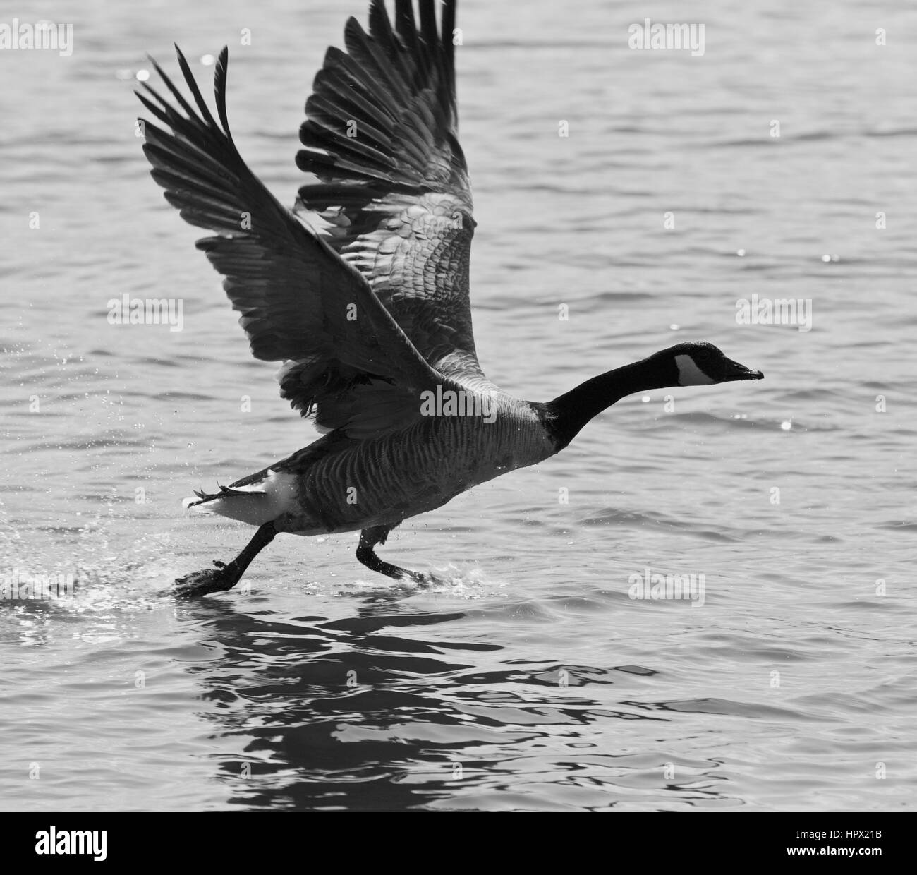 Beautiful isolated photo of a Canada goose taking off from the water ...