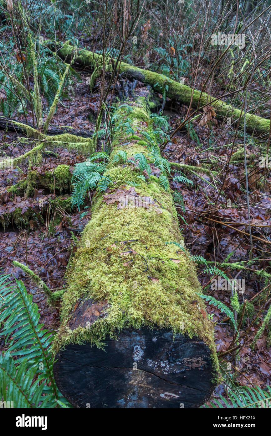 Moss covered logs in hi-res stock photography and images - Alamy
