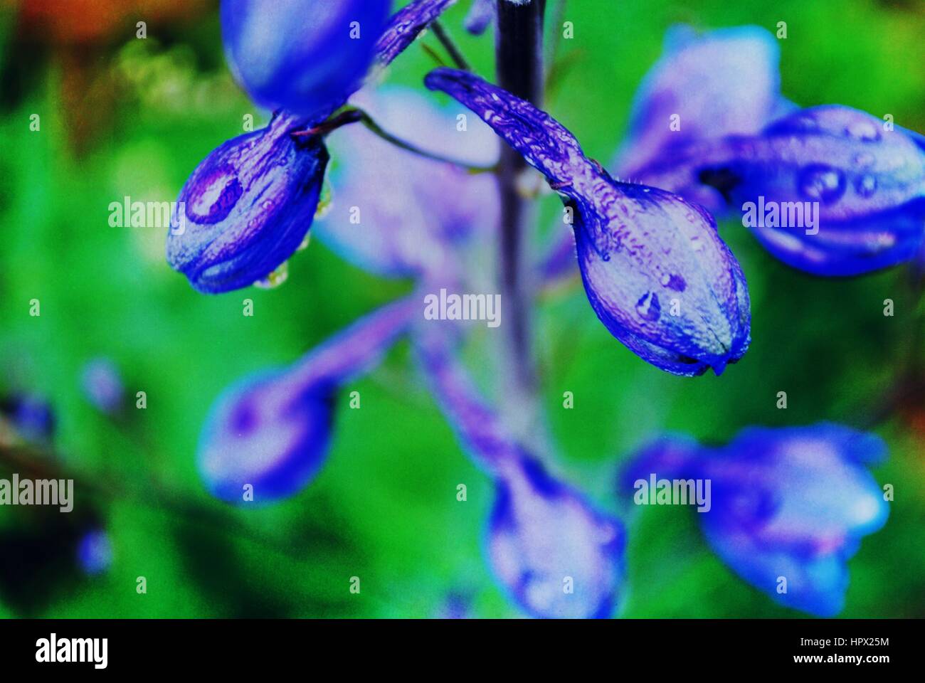 Cobaltic hi-res stock photography and images - Alamy