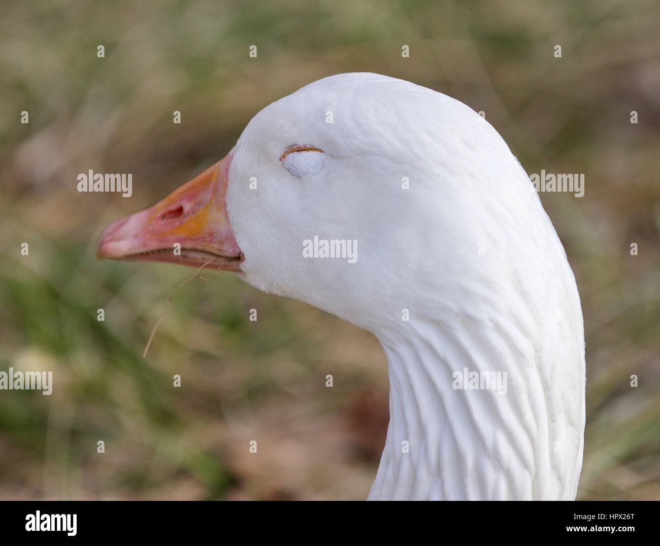 Beautiful isolated photo of a wild snow goose Stock Photo - Alamy