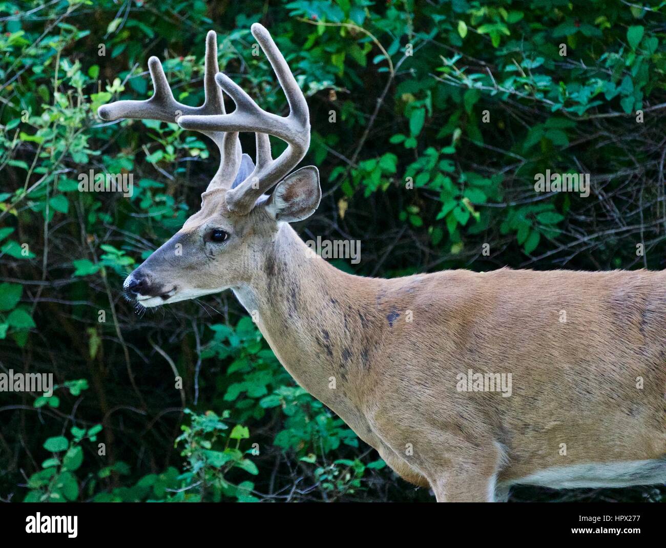 Beautiful isolated photo of a wild male deer with the horns Stock Photo ...