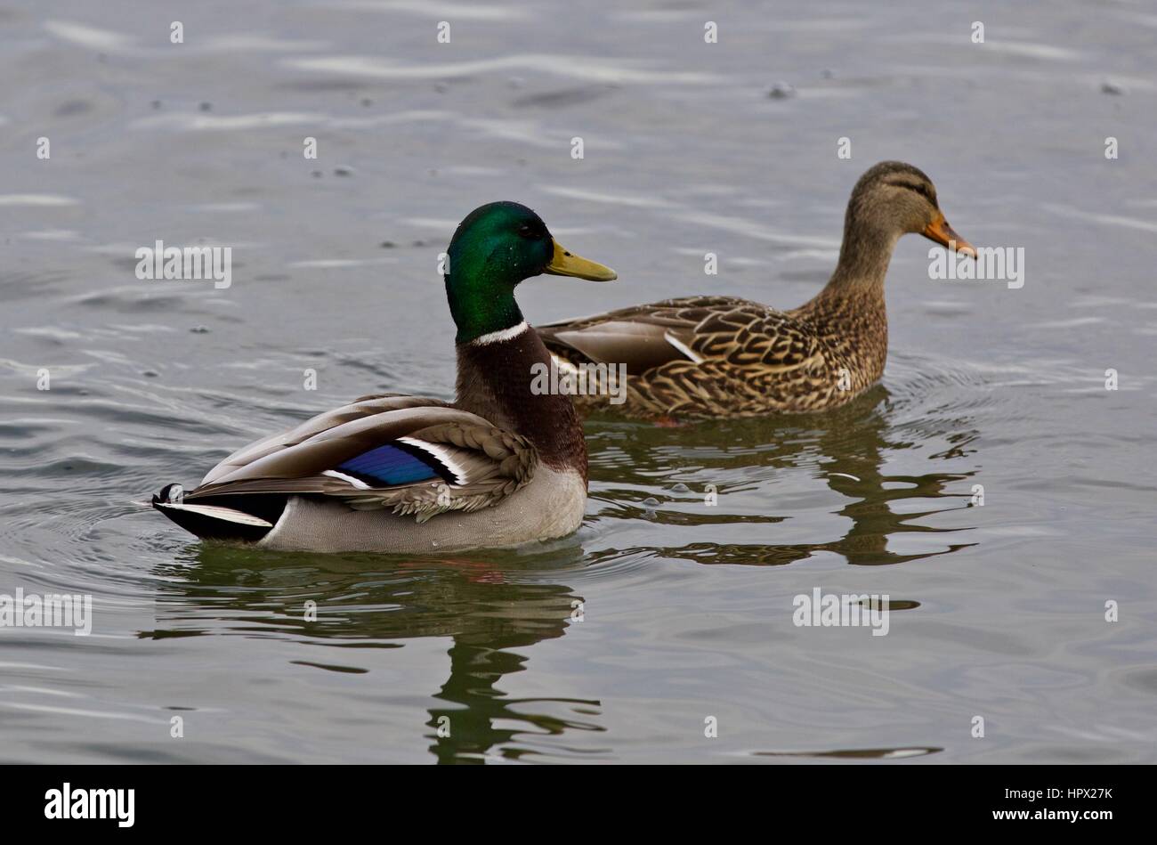 Beautiful background with a pair of ducks Stock Photo - Alamy