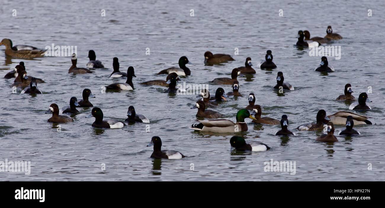 Beautiful isolated photo of a swarm of ducks in the lake Stock Photo ...