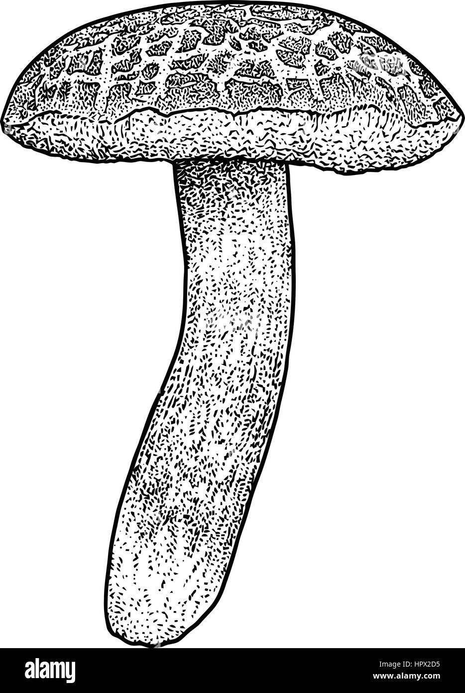 Boletus mushroom illustration, drawing, engraving, vector, line Stock ...