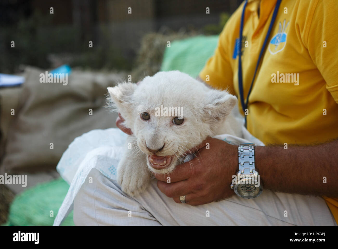 Day old lion cub hi-res stock photography and images - Alamy