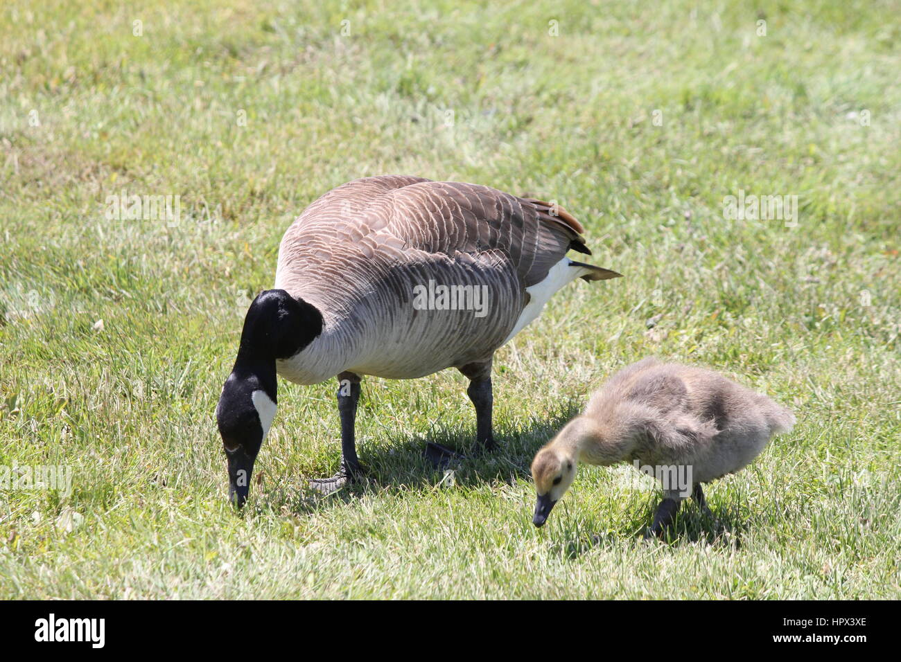 Canada Goose and Goslings (Branta canadensis) foraging in the green ...