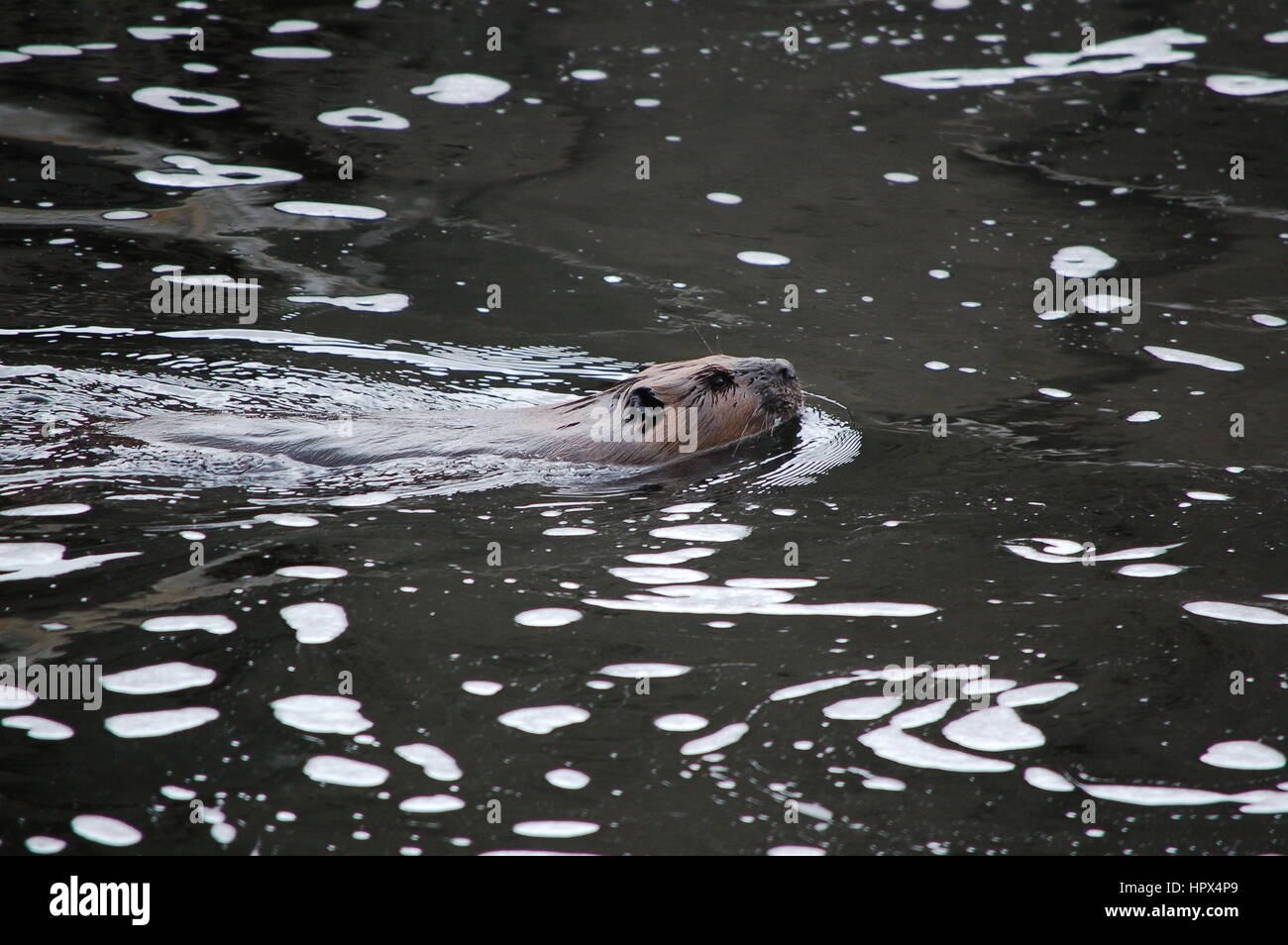 Beaver swimming through dark water with foam Stock Photo - Alamy