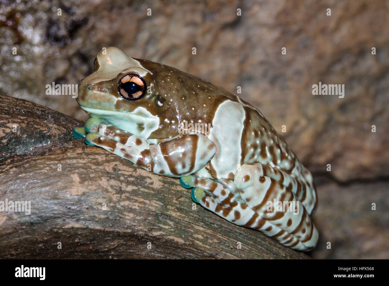 Amazon m ilk frog hi-res stock photography and images - Alamy