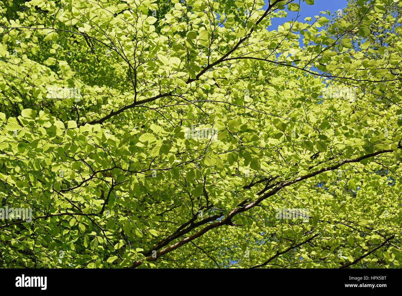 Beech tree leaves in strong sunlight Stock Photo - Alamy