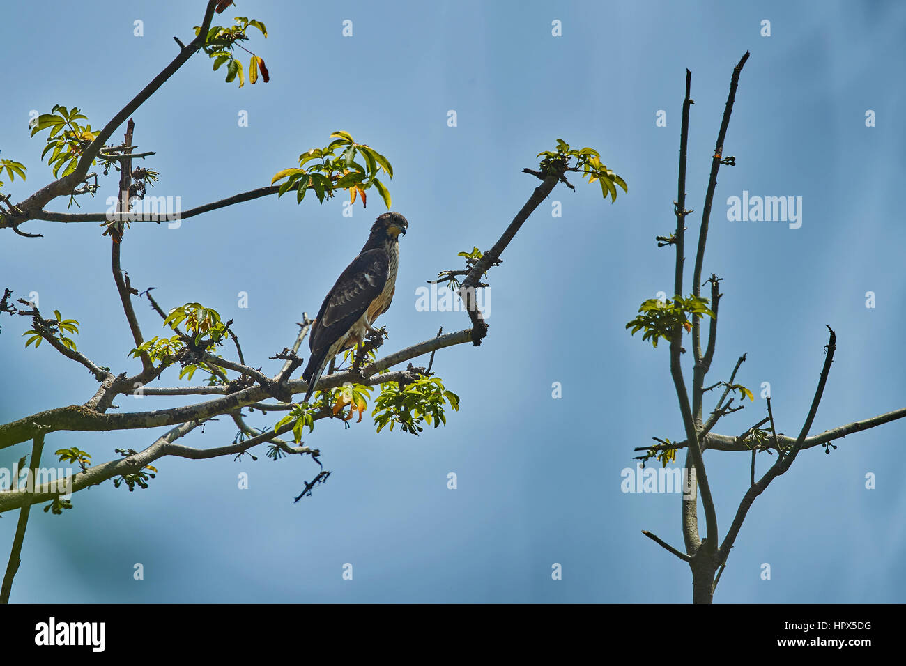 The osprey —also called fish eagle, sea hawk, river hawk, and fish hawk ...