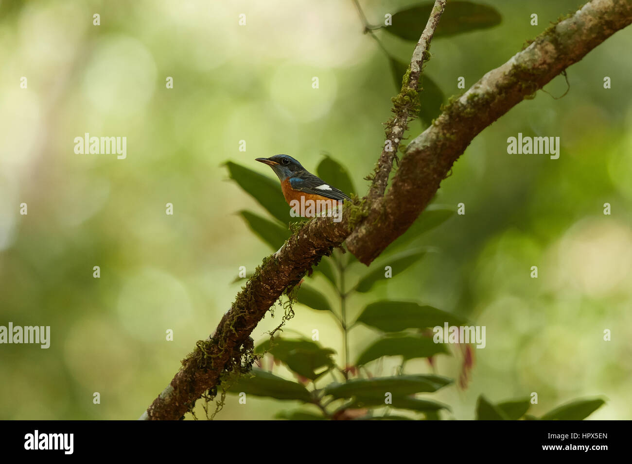 The Blue-capped Rock Thrush (Monticola cinclorhynchus) is a species of ...