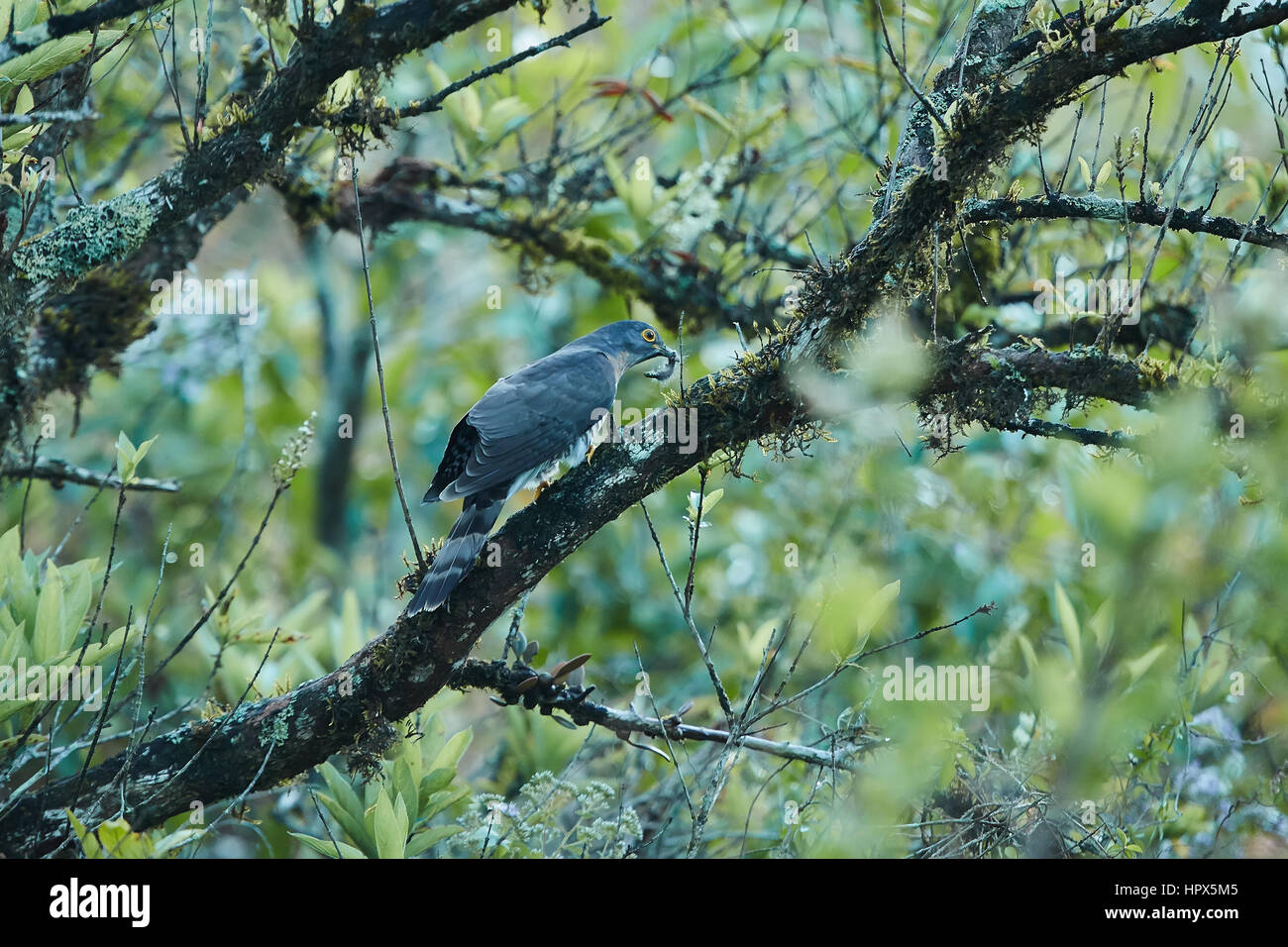 Common cuckoo female nest hi-res stock photography and images - Alamy