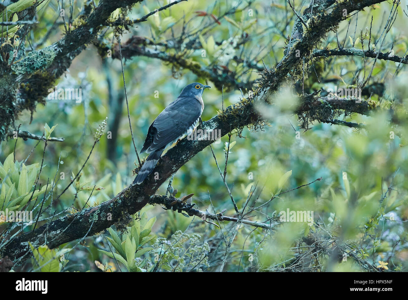 Common cuckoo female nest hi-res stock photography and images - Alamy