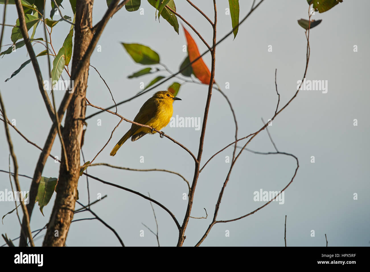 Bulbul species of india hi-res stock photography and images - Alamy