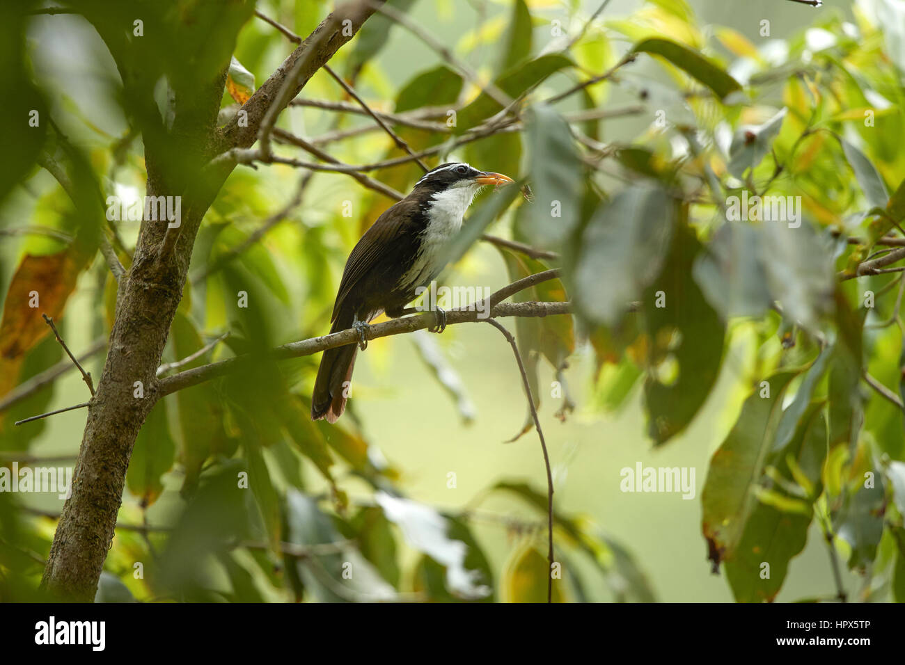 Indian scimitar babbler Bird, perched on the tree showing its front ...