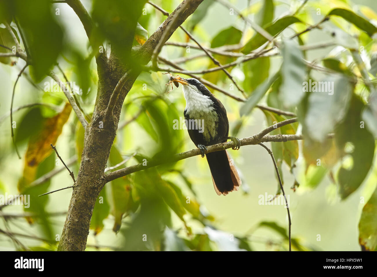 Indian scimitar babbler Bird, perched on the tree showing its front ...