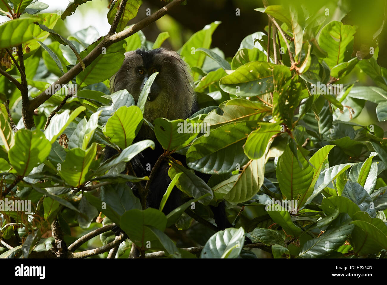 The lion-tailed macaque (Macaca silenus), or the wanderoo, is an Old ...