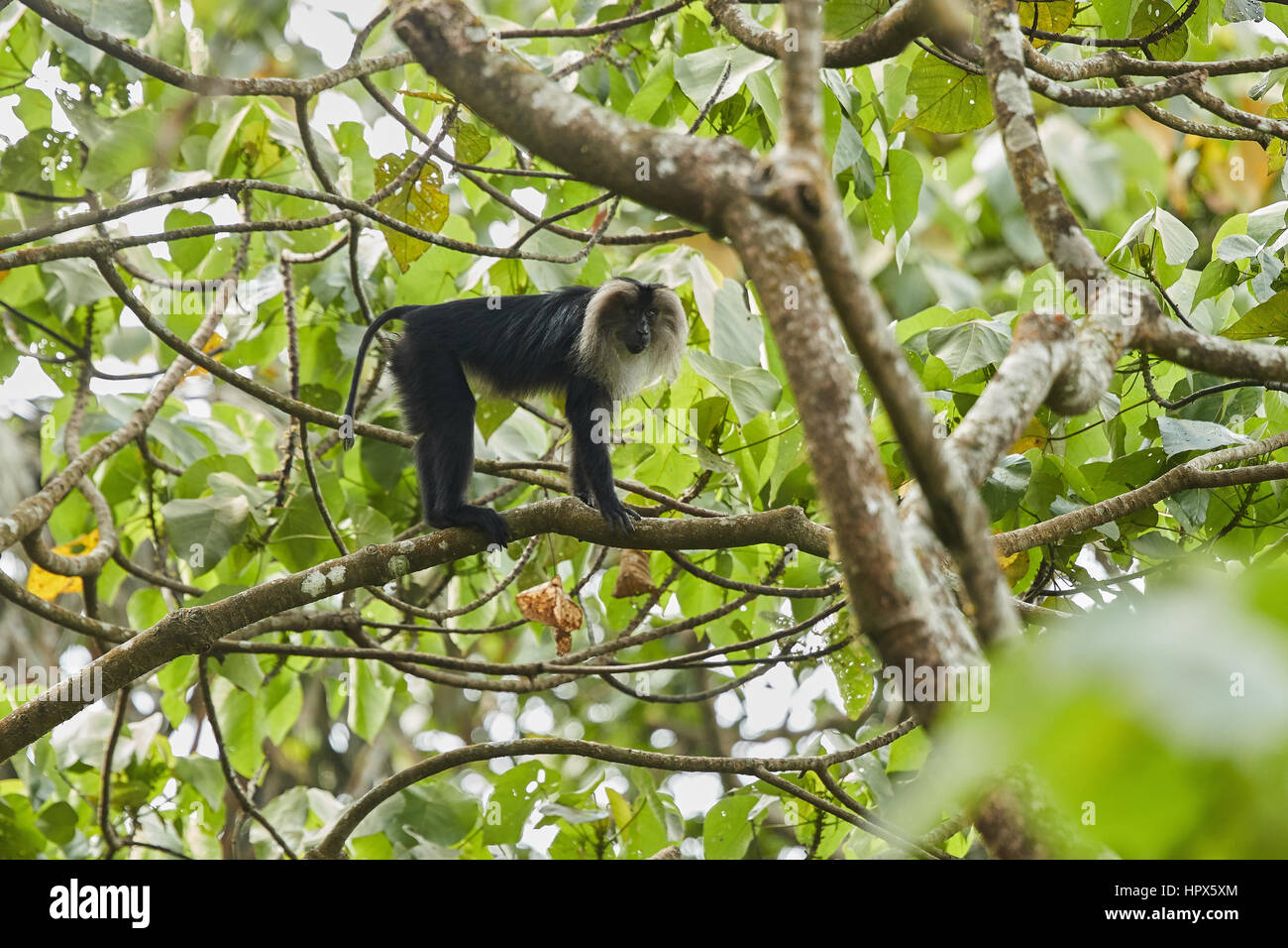 The lion-tailed macaque (Macaca silenus), or the wanderoo, is an Old ...