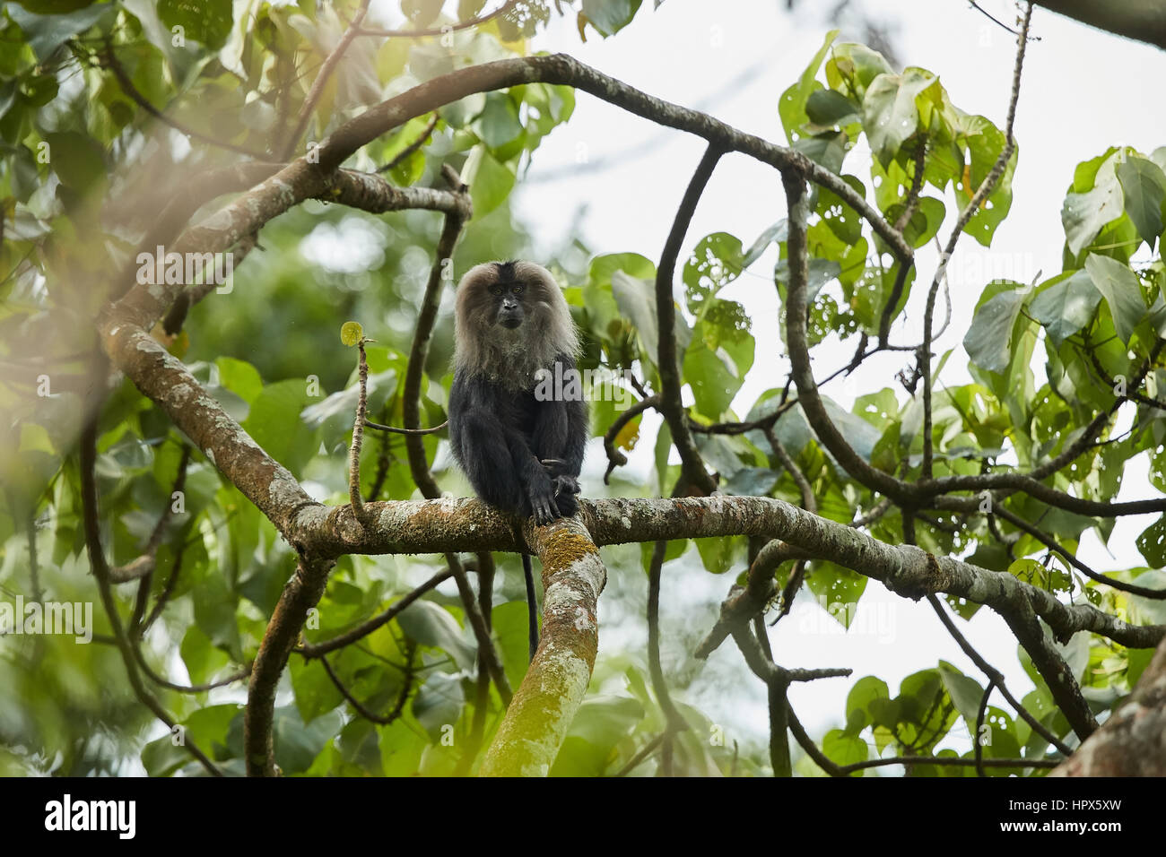 The lion-tailed macaque (Macaca silenus), or the wanderoo, is an Old ...