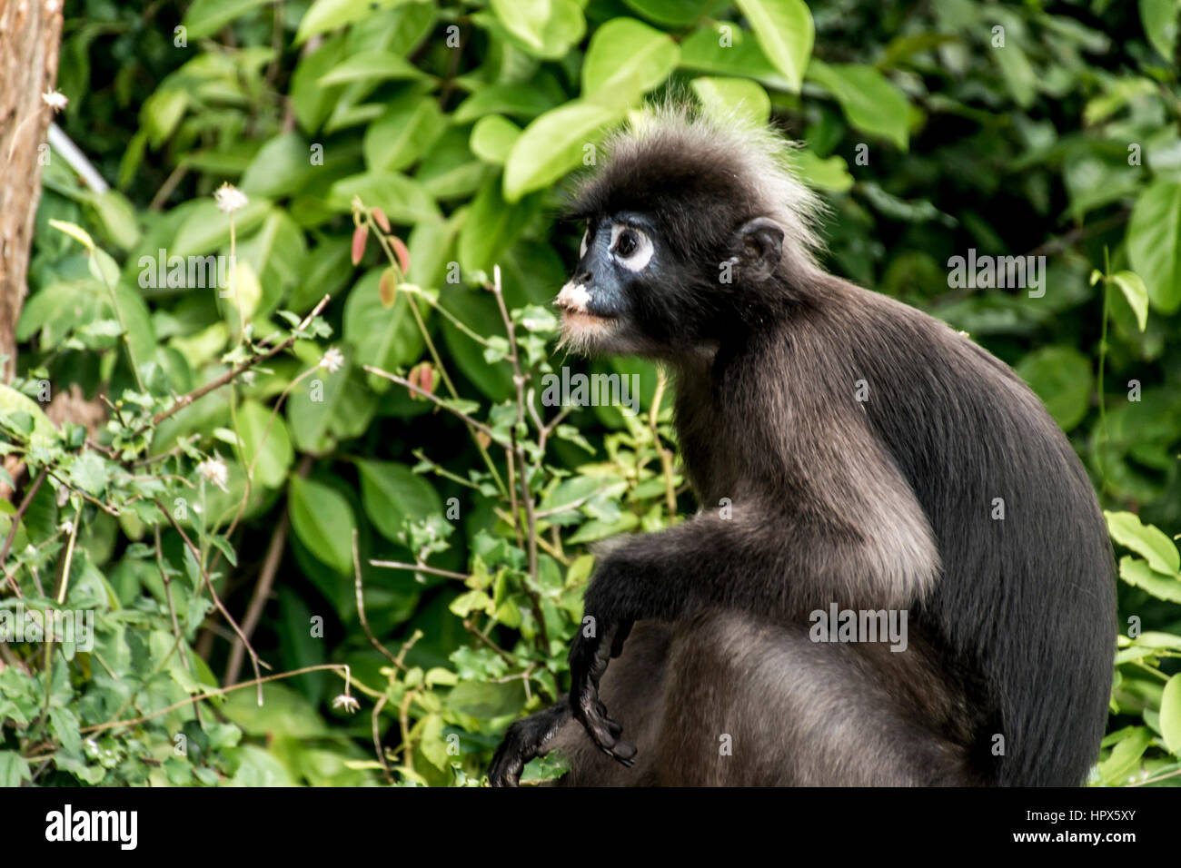 langur monkey real wildlife sitting in a tree Wua Talap island Ang ...