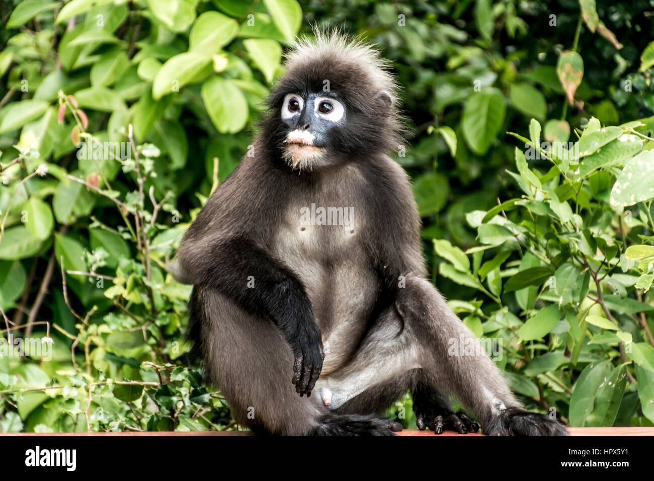 langur monkey real wildlife sitting in a tree Wua Talap island Ang ...
