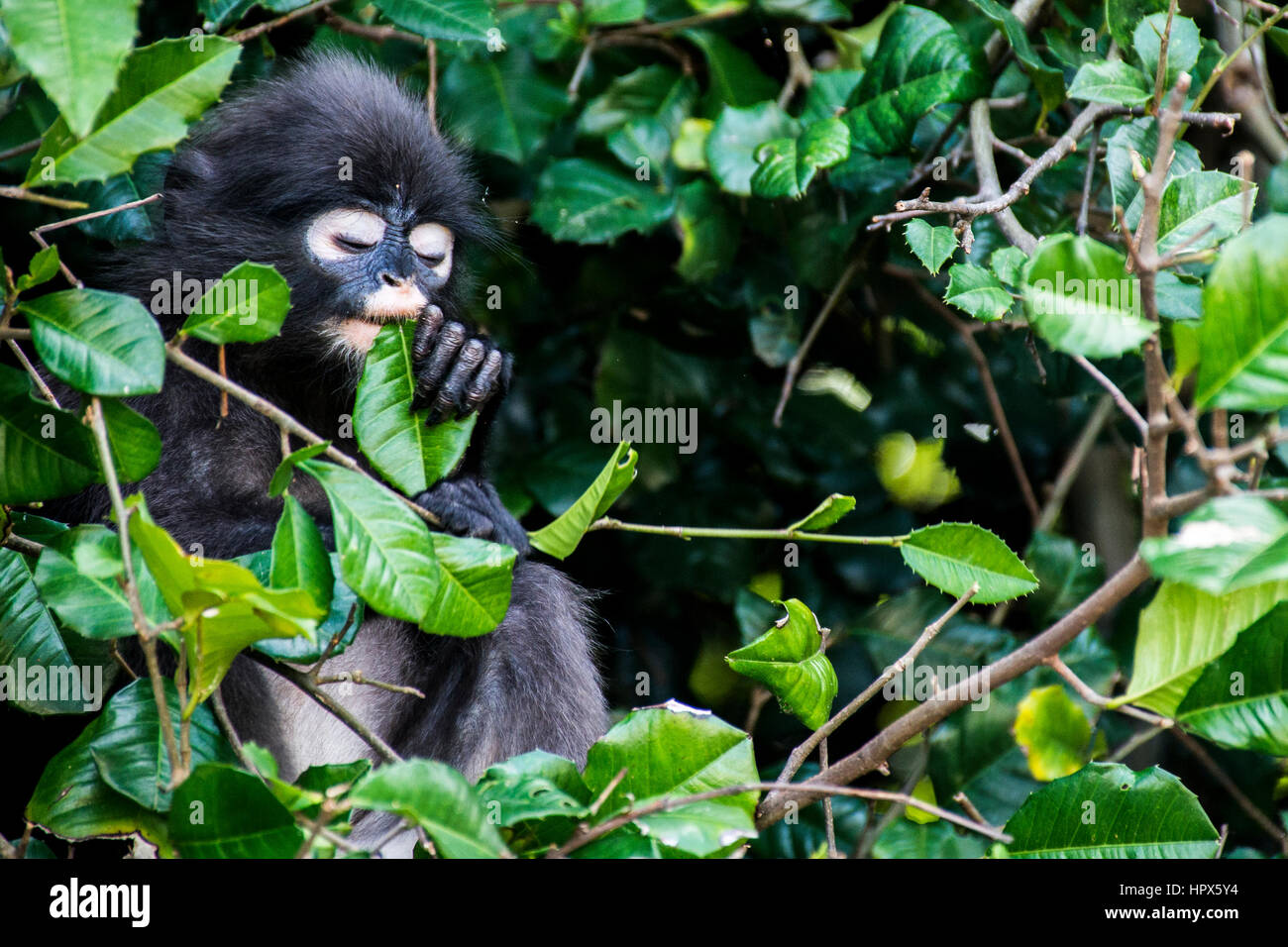 langur monkey real wildlife sitting in a tree Wua Talap island Ang ...