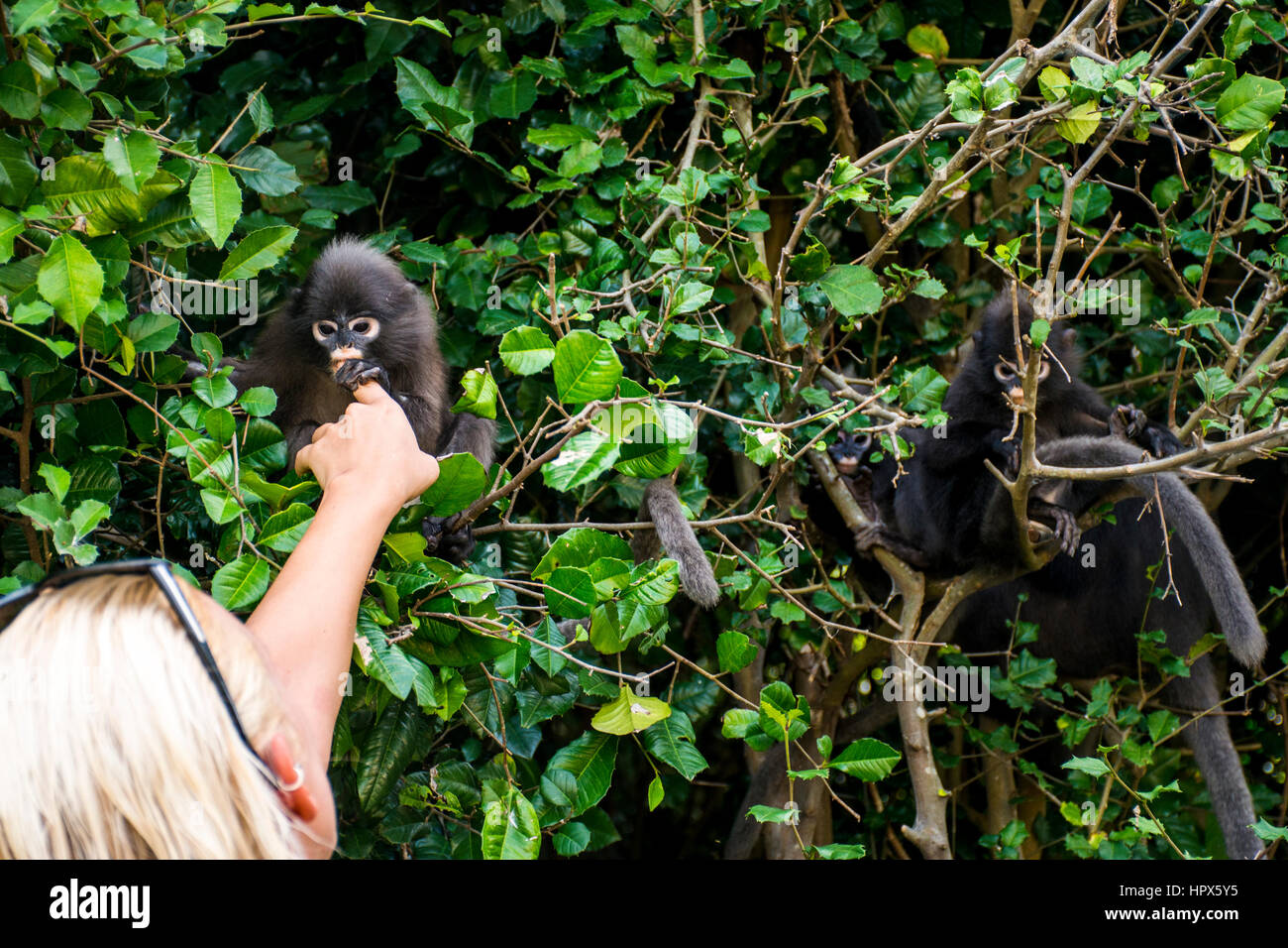 langur monkey real wildlife sitting in a tree Wua Talap island Ang ...