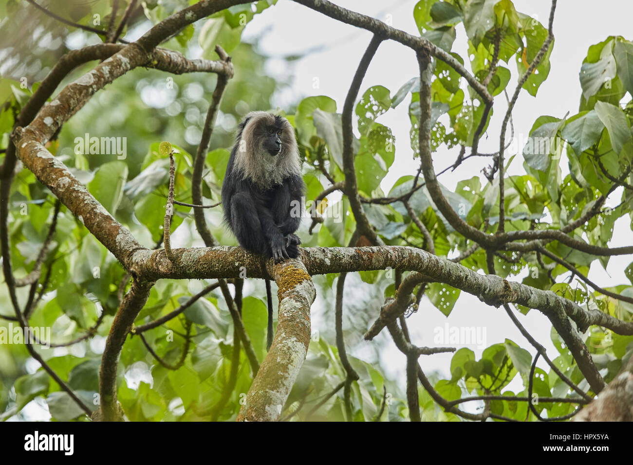 The lion-tailed macaque (Macaca silenus), or the wanderoo, is an Old ...
