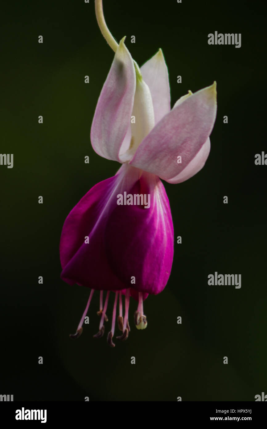 Teardrop flower hi-res stock photography and images - Alamy