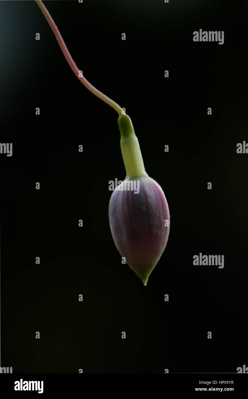 Teardrop flower hi-res stock photography and images - Alamy