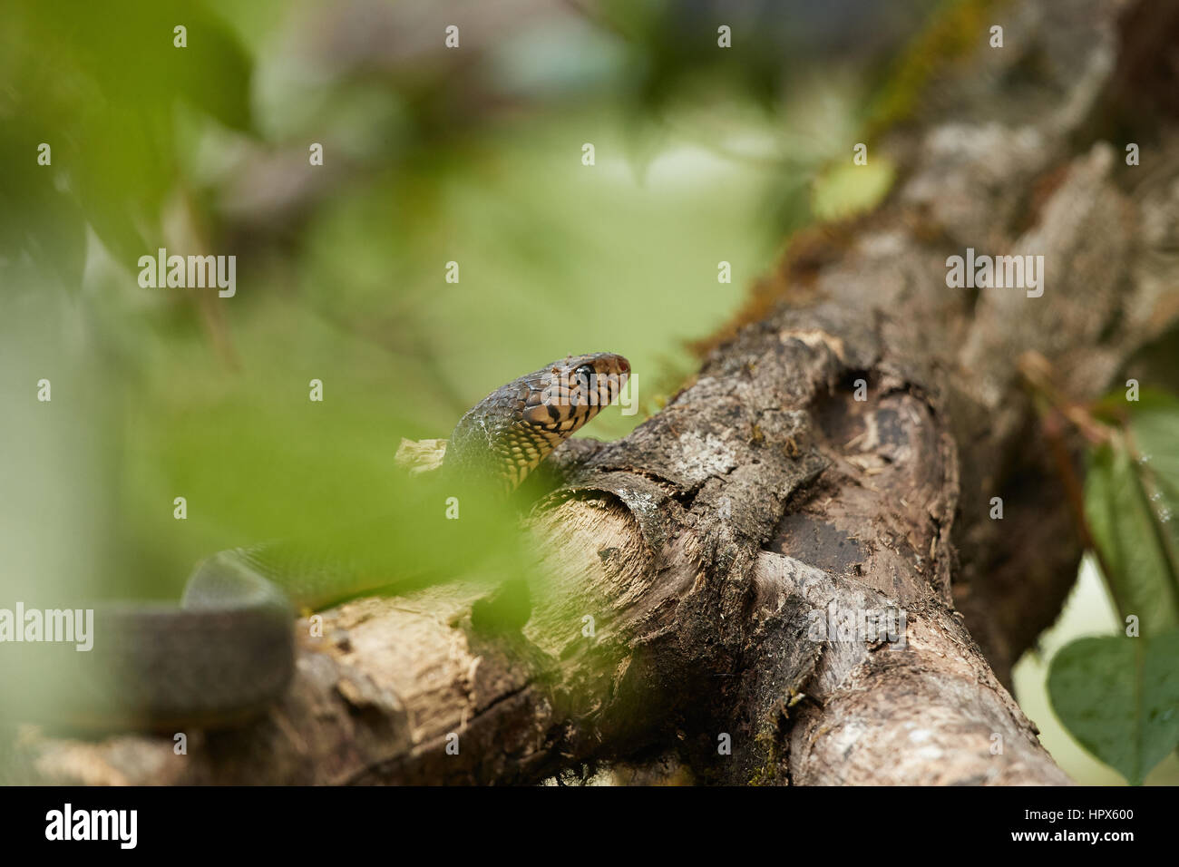 Portrait of Oriental Ratsnake, Ptyas mucosus Stock Photo - Alamy