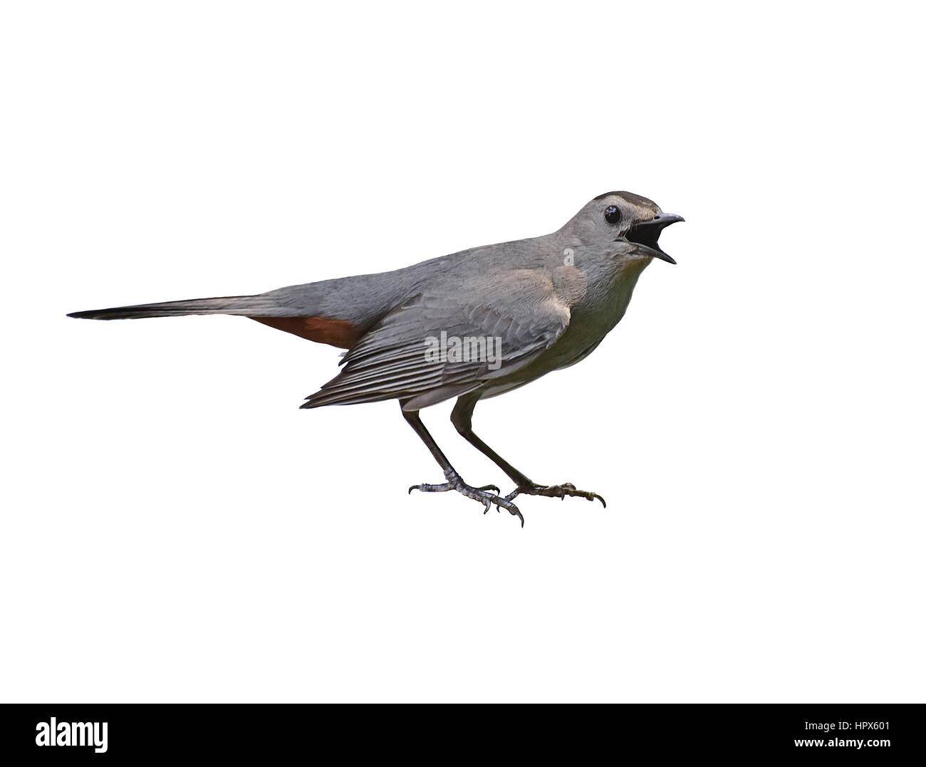 Grey Catbird (Dumetella carolinensis) in aggresive pose isolated on ...