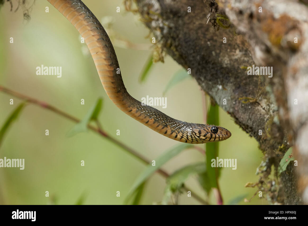 Portrait of Oriental Ratsnake, Ptyas mucosus Stock Photo - Alamy