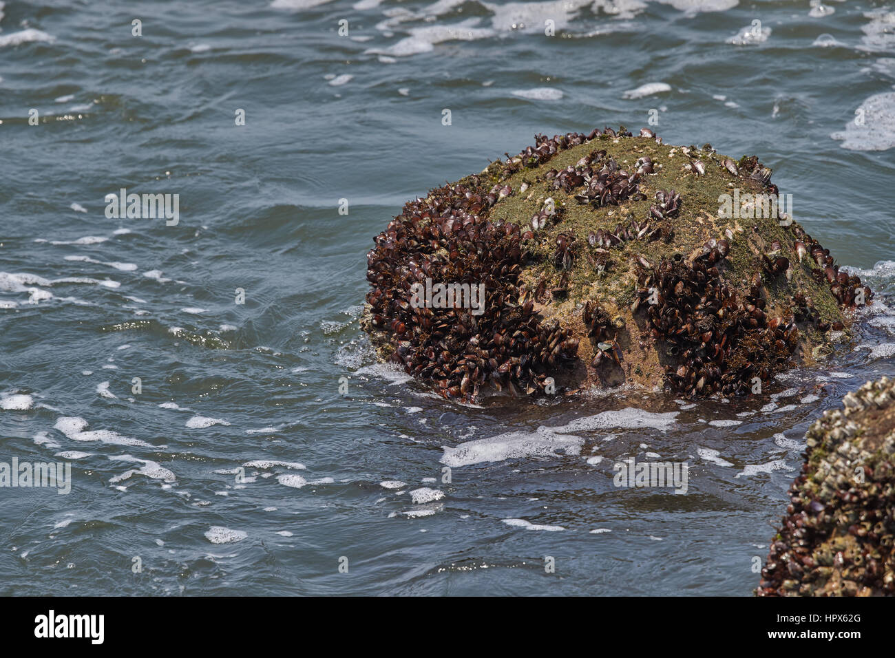 Clam fossils hi-res stock photography and images - Alamy