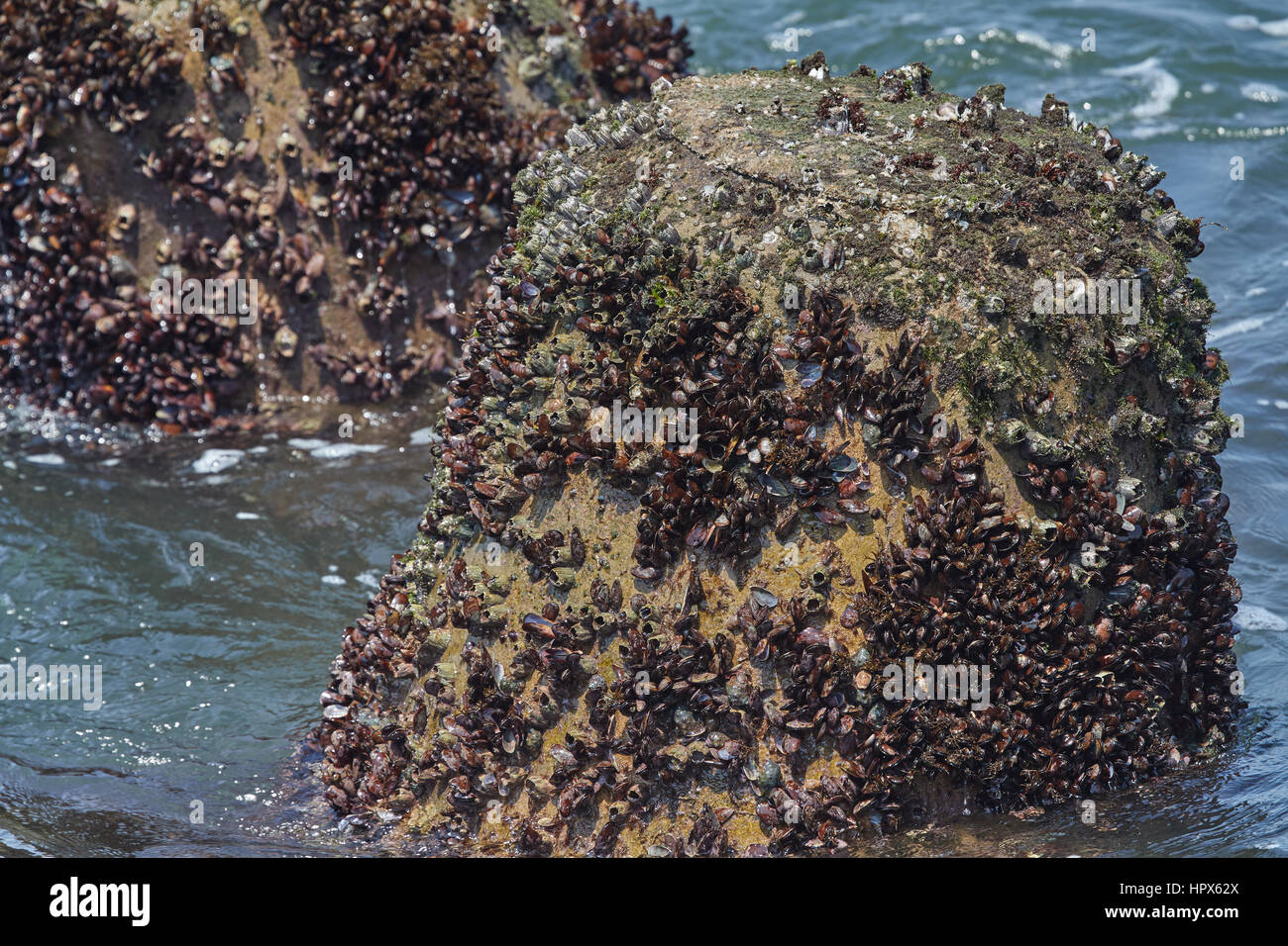 Clam fossils hi-res stock photography and images - Alamy