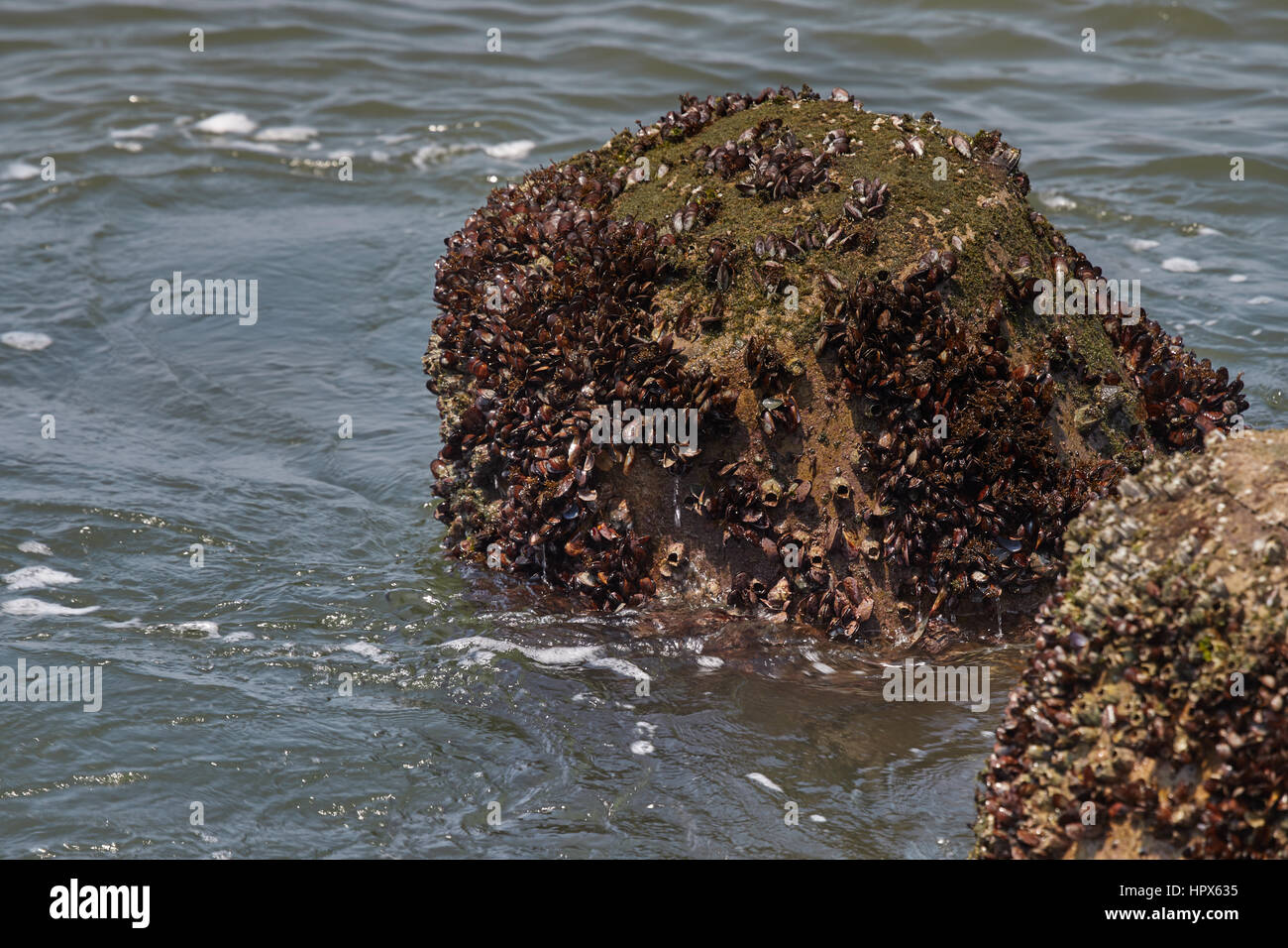 lots of sea shells, limpets and barnacles at a rock formation Stock ...