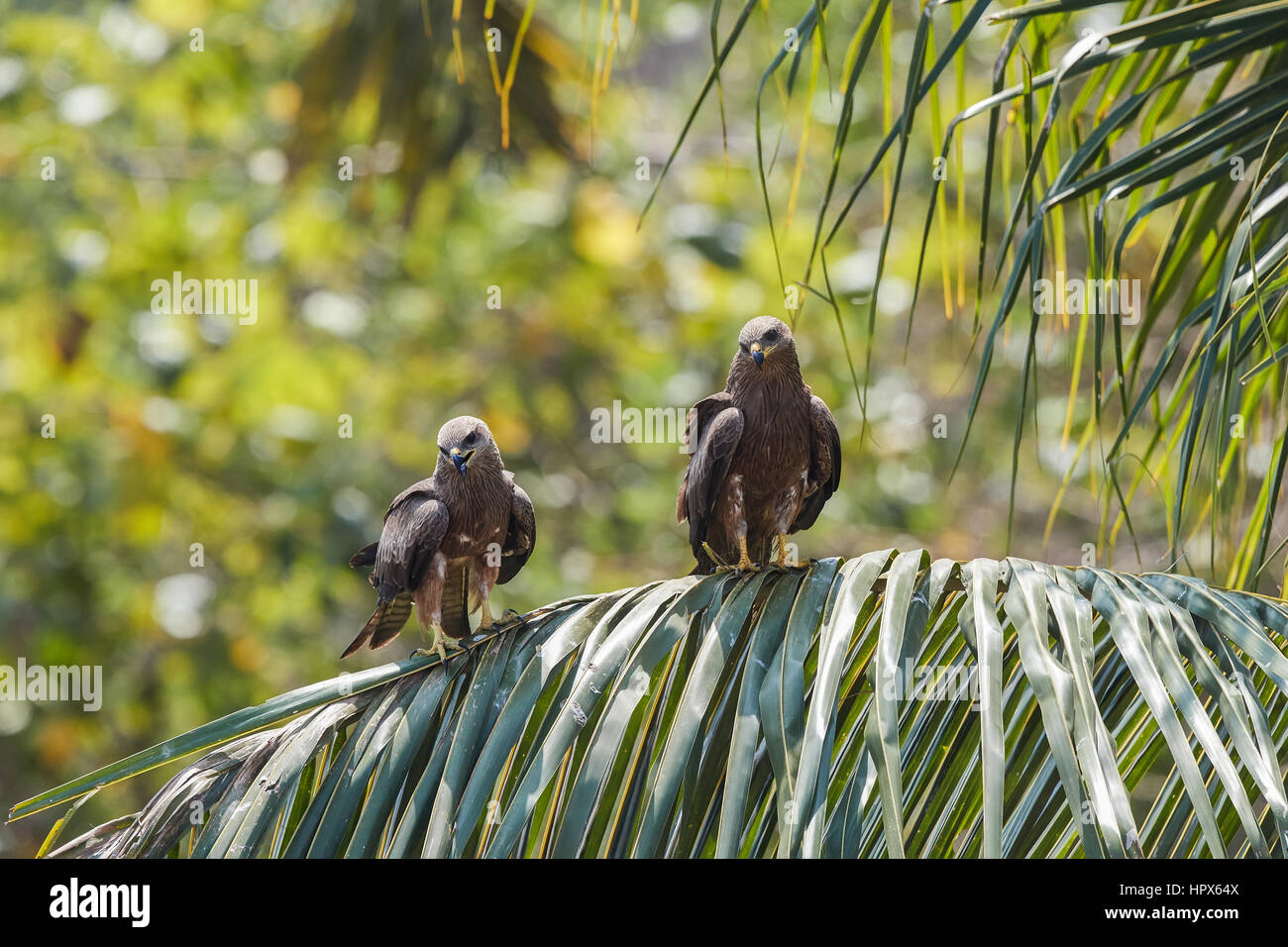 Fighting kites hi-res stock photography and images - Alamy